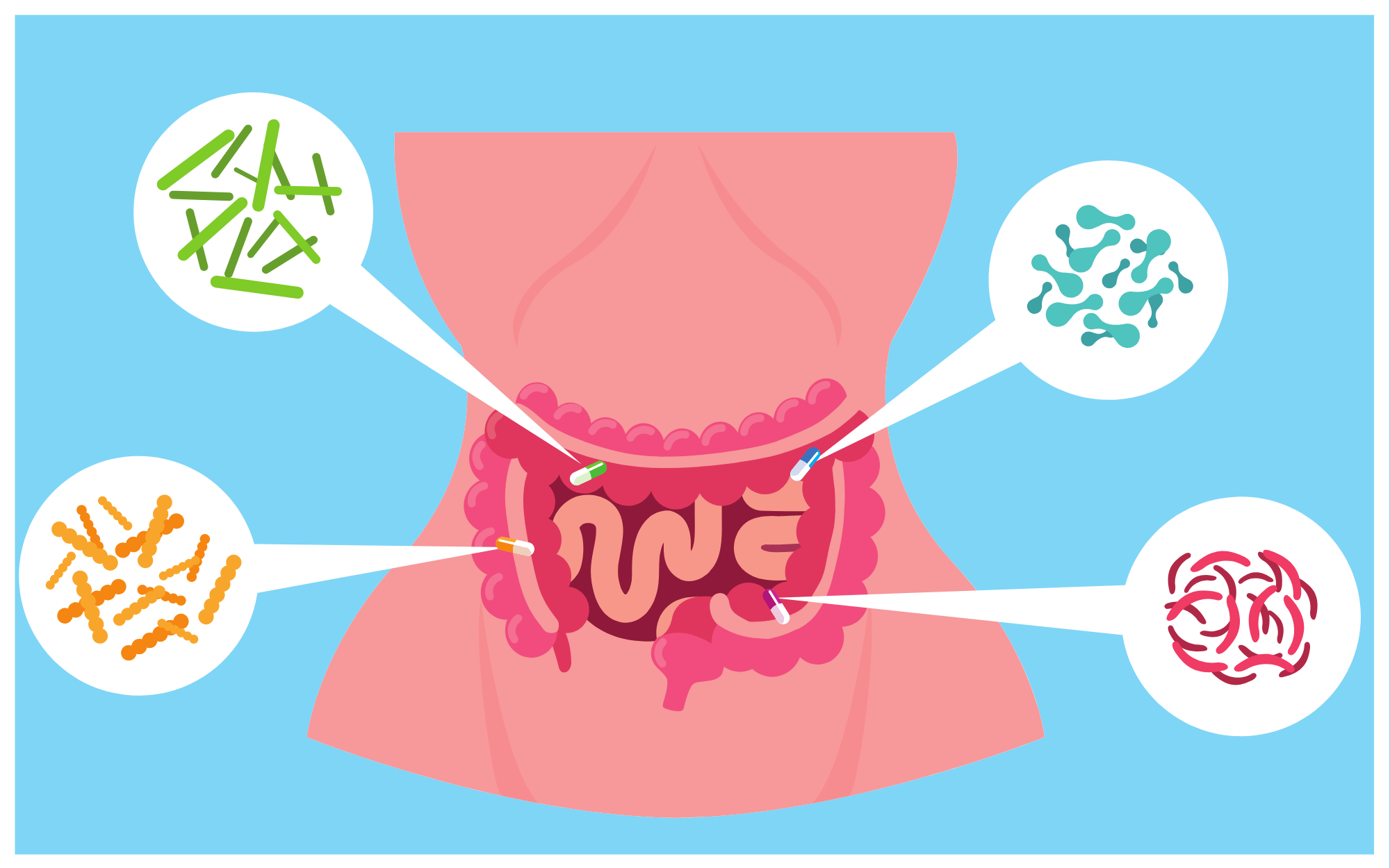 Balancing the Immune System With Pre and Probiotics - Renadyl Blog